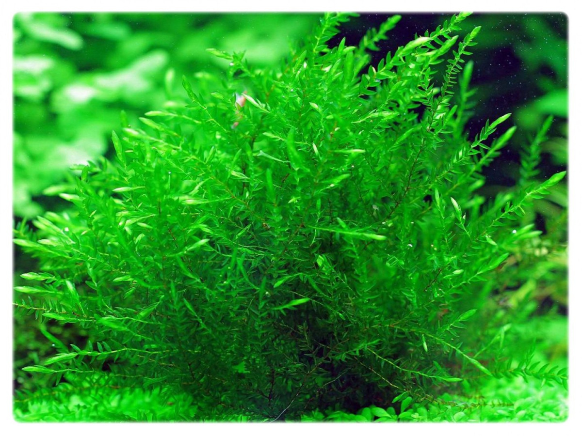 68. Mech Willow Moss ZDROJEK Fontinalis 5szt Sklep Akwarystyczny.EU